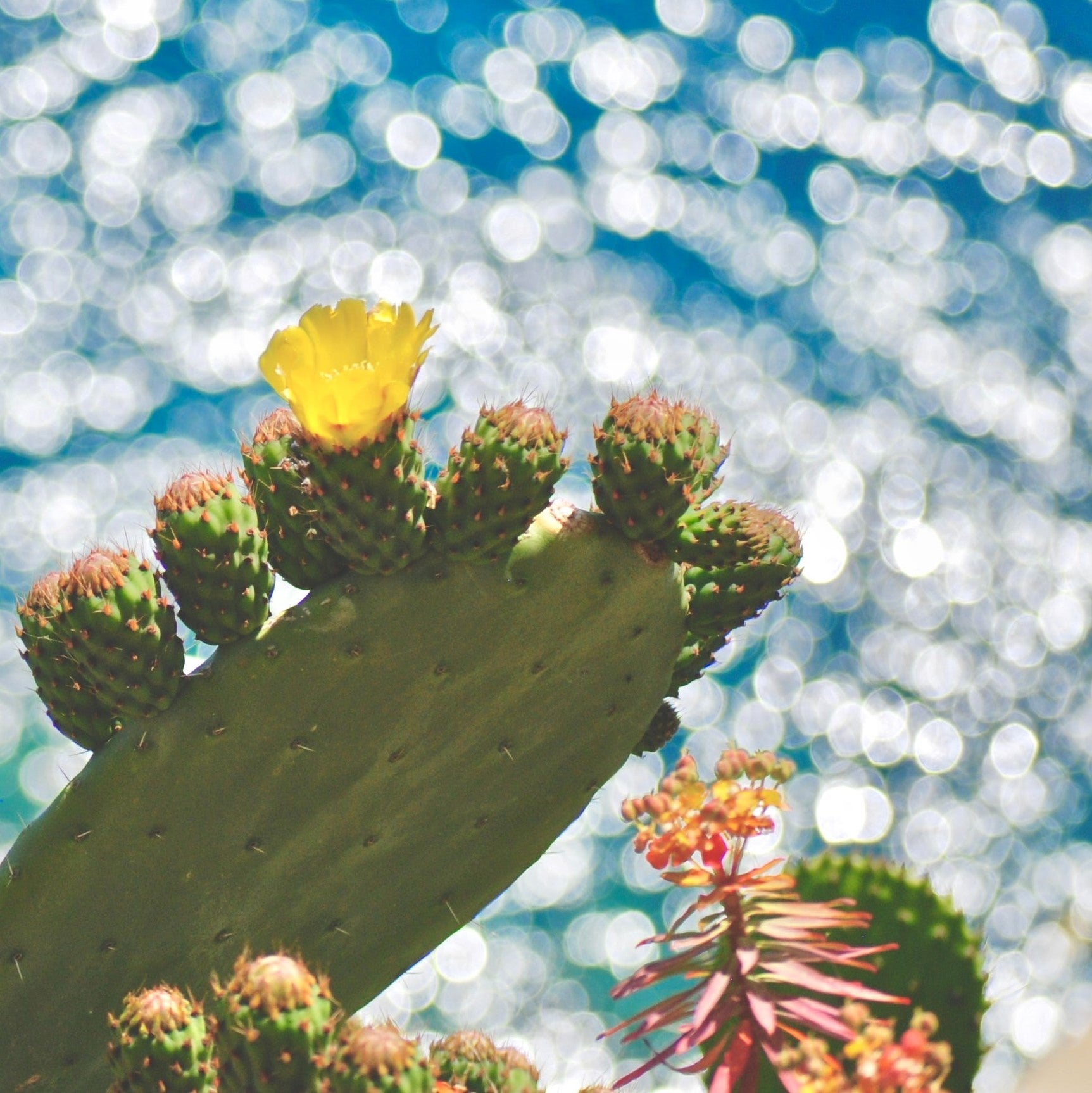 Cactus & Sea Salt ** – Ladybug Blessings